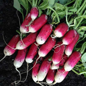 TRICONE Radish Seed Price in India - Buy TRICONE Radish Seed online at ...
