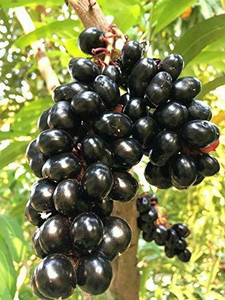 Greenery Nursery Java Plum Plant Price in India - Buy Greenery Nursery ...