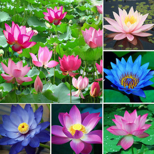 VibeX ™ RDX-936 Momo Botan Lotus Flower Seeds Seed Price in India - Buy ...