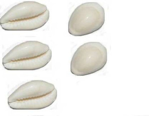K. SHAN AGRO White Cowrie Safed Gora Kawdi Kaudi Kowdi Sea Shell (5 ...