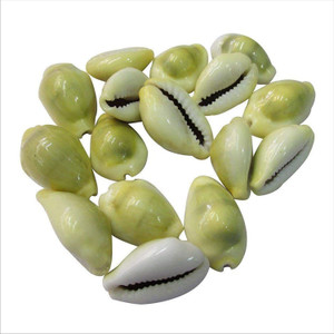 DORVIK Natural Yellow Kodi / Koudi For Laxmi Pooja Samagri (11 Pieces ...