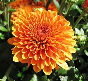 CYBEXIS Guldavari/Chrysanthemum Orange Beautiful Flower Seed Price in ...