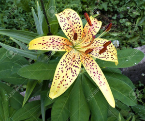 Infinite Green Lily Plant Price in India - Buy Infinite Green Lily ...