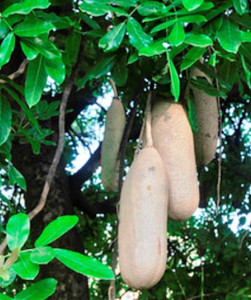 MODERN PLANT Live Balam Kheera, Kigelia africana Very Useful Medicinal ...