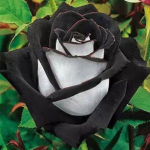 EVY Rose Plant Price in India - Buy EVY Rose Plant online at Flipkart.com