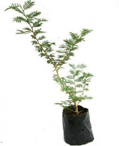 VANASPATI UDYAN Shami/Jand Plant Price in India - Buy VANASPATI UDYAN ...