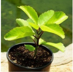 MiracleGarden Bryophyllum Pinnatum/Patharchatta Plant Price in India ...