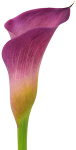 LIVE GREEN Zantedeschia/Calla Lily 'Sumatra' Seed Price in India - Buy ...
