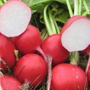Greenry Radish Red Round Seed Price in India - Buy Greenry Radish Red ...