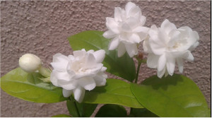 saraswati traders Night Bloom Jasmine Plant Price in India - Buy ...