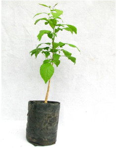 Heaven Of Saplings Bel Plant Price in India - Buy Heaven Of Saplings ...