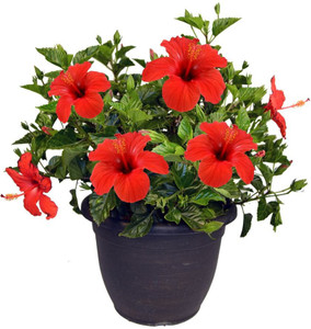 VANASPATI UDYAN Hibiscus Plant Price in India - Buy VANASPATI UDYAN ...