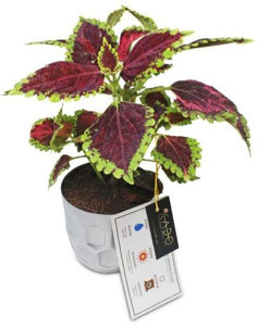 VANASPATI UDYAN Coleus Plant Price in India - Buy VANASPATI UDYAN ...