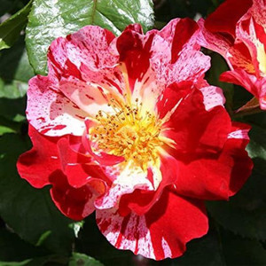 Infinite Green Rose Plant Price in India - Buy Infinite Green Rose ...