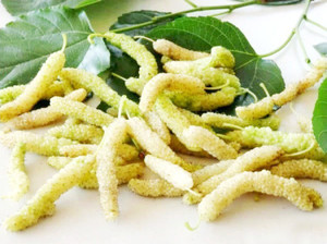 MODERN PLANT Shahtoot/Mulberry Plant Price in India - Buy MODERN PLANT ...