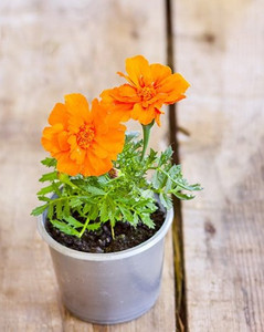 VANASPATI UDYAN Marigold Plant Price in India - Buy VANASPATI UDYAN ...