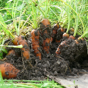 WILLVINE ™Seeds, Carrot - Berlicum Seed Price in India - Buy WILLVINE ...