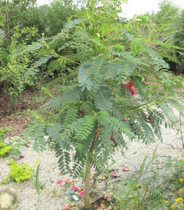 Indiana Herbalife Agati Plant Price in India - Buy Indiana Herbalife ...