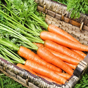 WILLVINE ™Vegetable Seeds, Carrot - Berlicum Seed Price in India - Buy ...