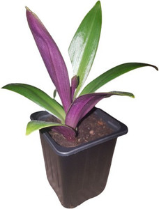 VANASPATI UDYAN Rhoeo Plant Price in India - Buy VANASPATI UDYAN Rhoeo ...