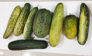 MODERN PLANT Kachariya, Kachara, Foot Seed Price in India - Buy MODERN ...