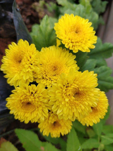 CYBEXIS Shevanti (Chrysanthemum) Multi Color Flower Seeds Seed Price in ...