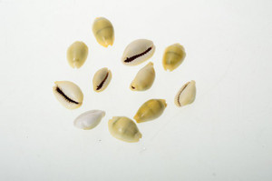 DEVAMA THE DIVINE Lakshmi Peeli/Yellow Kawri Kodi Peeli Cowrie Sea ...