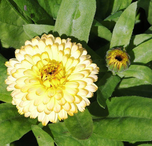 VibeX Marigold Cream Beauty Seeds - Calendula offficinalis Seed Price ...