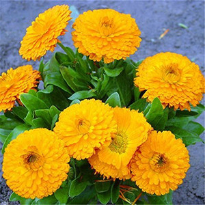 DIOART ™ HUA-82-Seeds : Calendula Officinalis Fiesta Gitana (Dwarf)-10 ...