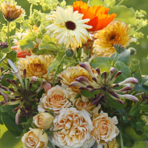 CYBEXIS Snow Princess Seeds Calendula officinalis Seed Price in India ...