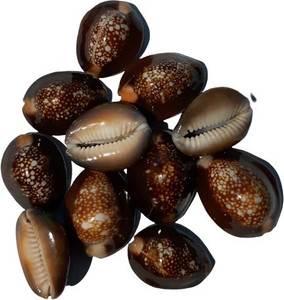 m.s unique zone Unique Item Sea Shell Natural Black Kodi for Pooja ...