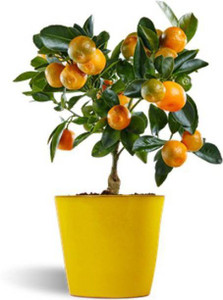 EVY Orange Plant Price in India - Buy EVY Orange Plant online at ...