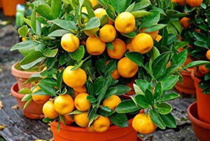 EVY Orange Plant Price in India - Buy EVY Orange Plant online at ...