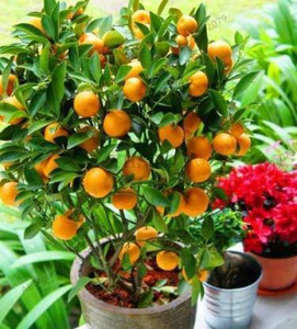 EVY Orange Plant Price in India - Buy EVY Orange Plant online at ...