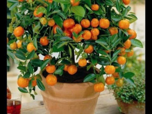 EVY Orange Plant Price in India - Buy EVY Orange Plant online at ...