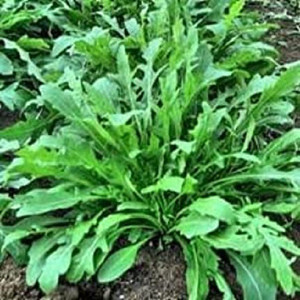 Mozette Imported Rocket Seed Price in India - Buy Mozette Imported ...