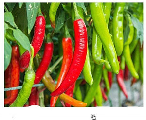 YOUNG STAR PREMIUM FARMER CHOICE, (150 SEED ABOVE ) CHILLI (MIRCHI ...