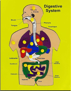 Kids Mandi Wooden Colorful Digestive System Puzzles Board Early ...