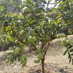 Vamsha Nature Care Guava Plant Price in India - Buy Vamsha Nature Care ...