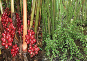 Vamsha Nature Care Elaichi/Cardamom Plant Price in India - Buy Vamsha ...