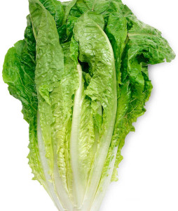 YOUNG STAR LETTUCE SEED Seed Price in India - Buy YOUNG STAR LETTUCE ...
