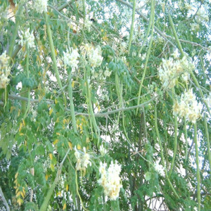 Indiana Herbalife Drumstick Tree Plant Price in India - Buy Indiana ...