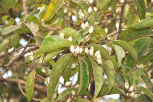 Indiana Herbalife Lodh Tree Plant Price in India - Buy Indiana ...