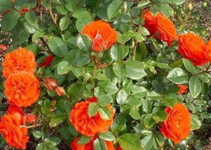Plants Point Rose Plant Price in India - Buy Plants Point Rose Plant ...