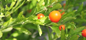 Indiana Herbalife Ashwagandha/Indian Ginseng Price in India - Buy ...