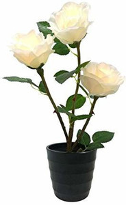 Plants Point Rose Plant Price in India - Buy Plants Point Rose Plant ...