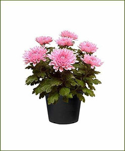 Plants Point Chrysanthemums/ Guldavari Plant Price in India - Buy ...