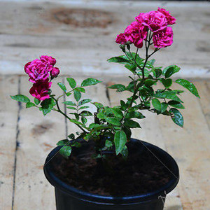 Plants Point Rose Plant Price in India - Buy Plants Point Rose Plant ...