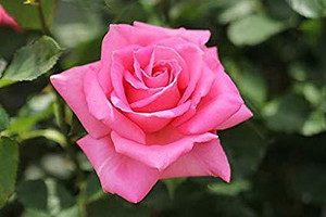 Plants Point Rose Plant Price in India - Buy Plants Point Rose Plant ...