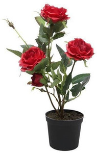 Plants Point Rose Plant Price in India - Buy Plants Point Rose Plant ...